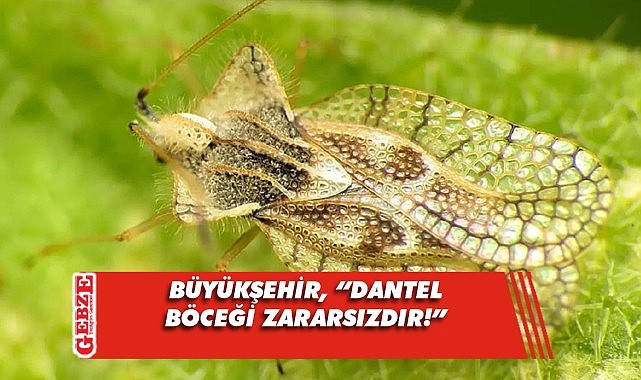 Büyükşehir, dantel böceği hakkında bir kez daha uyardı! - GÜNDEM ...