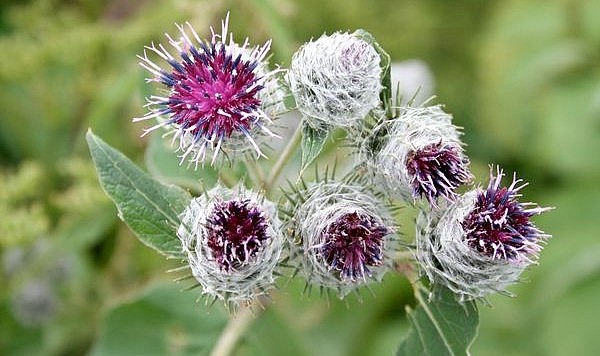 Güzel avrat otu nedir, nerelerde kullanılır? - SAĞLIK - Gebze Yenigün